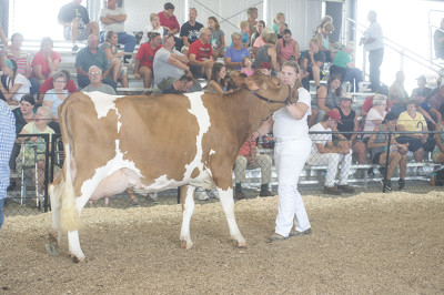 Tuesday at the Auglaize County Fair Photo Album | The Daily Standard