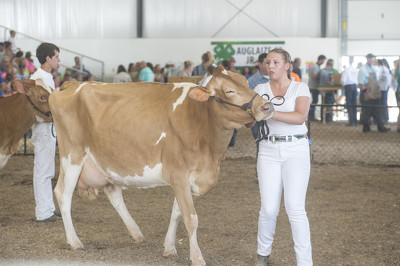 Tuesday at the Auglaize County Fair Photo Album | The Daily Standard