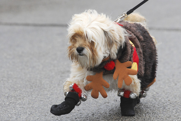 Reindog and Elf Parade Photo Album | The Daily Standard