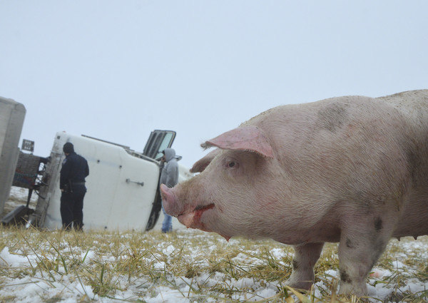 Hogs on Road Photo Album | The Daily Standard