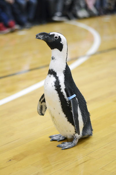 Parkway Elementary School Penguin Assembly Photo Album | The Daily Standard