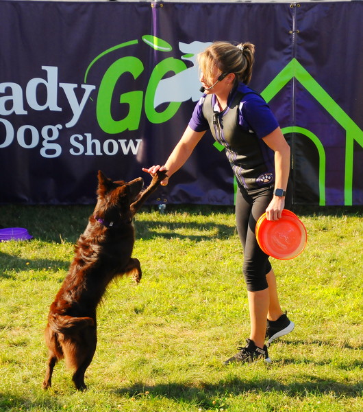 Ready Go Dog Show at Auglaize Fair Photo Album | The Daily Standard