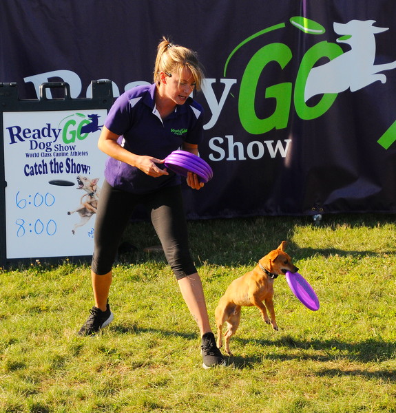 Ready Go Dog Show at Auglaize Fair Photo Album | The Daily Standard