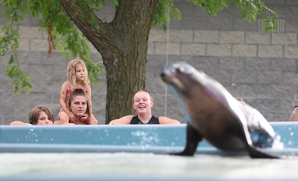 Sea Lion Splash at the Mercer County Fair Photo Album | The Daily Standard