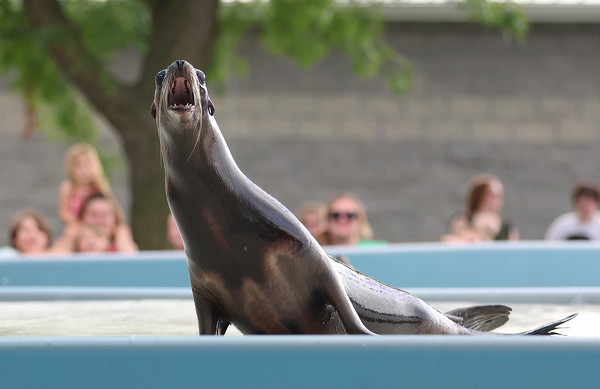 Sea Lion Splash at the Mercer County Fair Photo Album | The Daily Standard