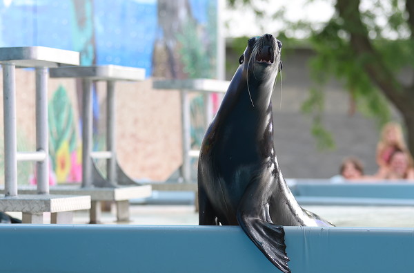 Sea Lion Splash at the Mercer County Fair Photo Album | The Daily Standard