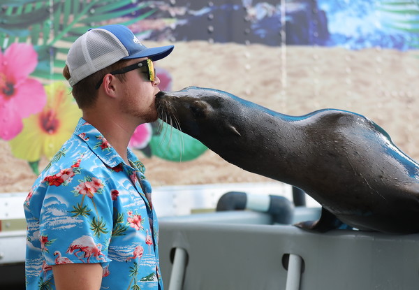 Sea Lion Splash at the Mercer County Fair Photo Album | The Daily Standard