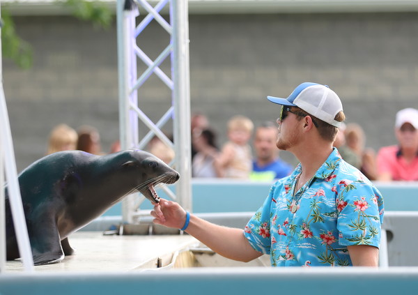 Sea Lion Splash at the Mercer County Fair Photo Album | The Daily Standard