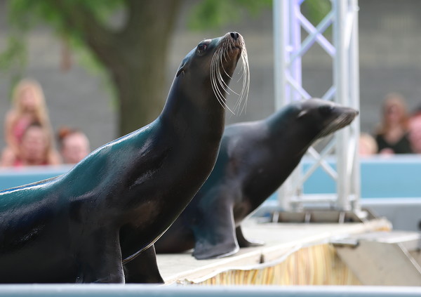 Sea Lion Splash at the Mercer County Fair Photo Album | The Daily Standard