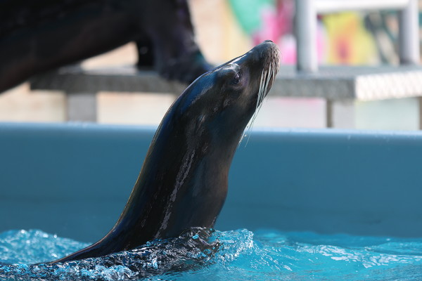 Sea Lion Splash at the Mercer County Fair Photo Album | The Daily Standard