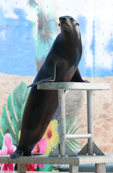 Sea Lion Splash at the Mercer County Fair Photo Album | The Daily Standard