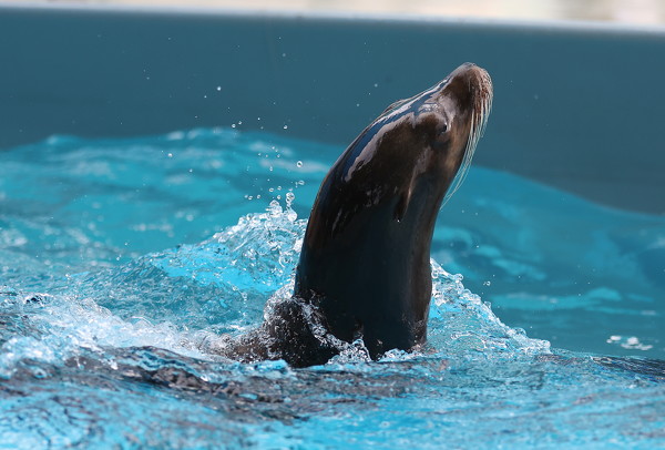 Sea Lion Splash at the Mercer County Fair Photo Album | The Daily Standard