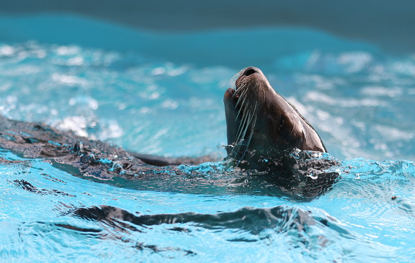 Sea Lion Splash at the Mercer County Fair Photo Album | The Daily Standard