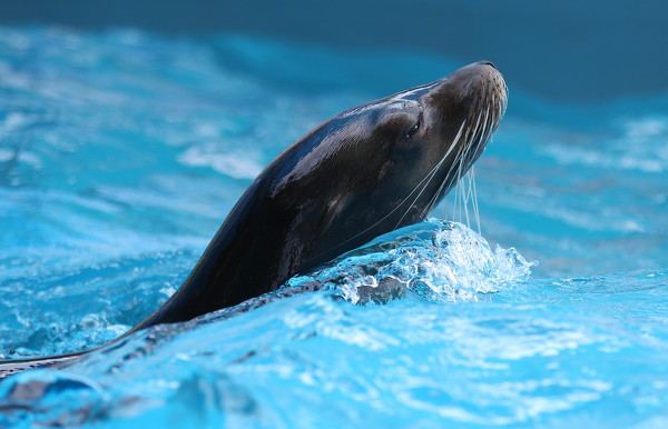 Sea Lion Splash at the Mercer County Fair Photo Album | The Daily Standard