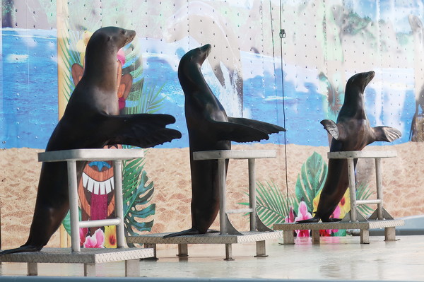 Sea Lion Splash at the Mercer County Fair Photo Album | The Daily Standard
