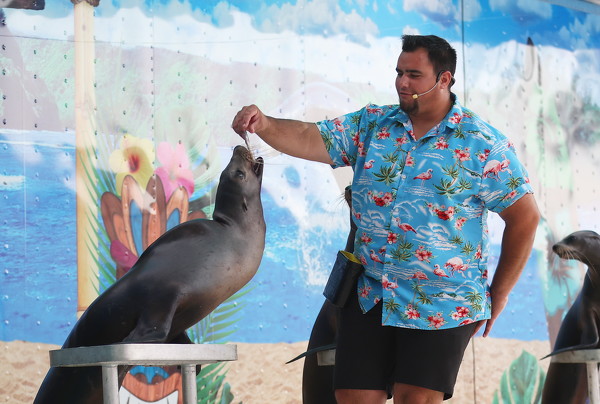 Sea Lion Splash at the Mercer County Fair Photo Album | The Daily Standard