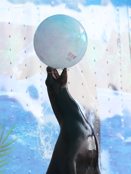 Sea Lion Splash at the Mercer County Fair Photo Album | The Daily Standard