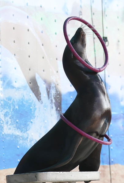 Sea Lion Splash at the Mercer County Fair Photo Album | The Daily Standard