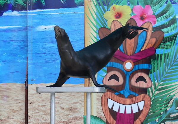 Sea Lion Splash at the Mercer County Fair Photo Album | The Daily Standard