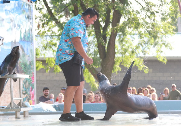 Sea Lion Splash at the Mercer County Fair Photo Album | The Daily Standard