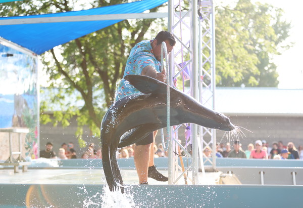 Sea Lion Splash at the Mercer County Fair Photo Album | The Daily Standard