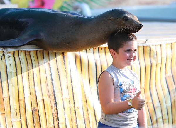 Sea Lion Splash at the Mercer County Fair Photo Album | The Daily Standard